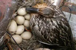 Koliko dana divlje patka jaja iu kojoj se gnijezde odgađaju