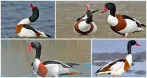 Description of Peganok and the characteristics of the breed of ducks, lifestyle and the red book