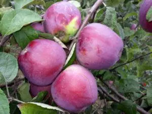 Opis i karakteristike Apple sorte IMAnt, slijetanje i pravila uzgoja