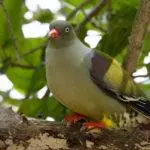 Green Pigeon: ประเภทคำอธิบายและไลฟ์สไตล์ของนกที่อยู่อาศัยและอาหาร