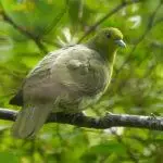 Zelený holub: popisy a životný štýl vtákov, biotopov a diéty 264_2