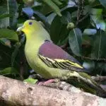 Yeşil Güvercin: Açıklama Çeşitleri ve Kuşların Yaşam Tarzı, Habitat ve Diyet 264_3