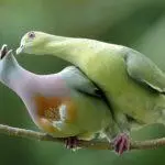 Green Pigeon: Apraksts veidi un dzīvesveids putnu, biotopu un diētu 264_6