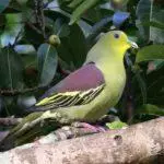 Green Pigeon: Apraksts veidi un dzīvesveids putnu, biotopu un diētu 264_7