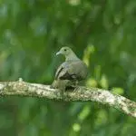 Yeşil Güvercin: Açıklama Çeşitleri ve Kuşların Yaşam Tarzı, Habitat ve Diyet 264_8