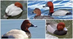 Опис и сорти на патки од јарем, живеалиште и она што го јадат