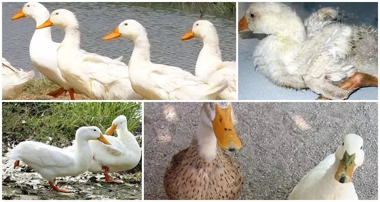Duck Chromets