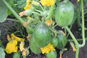 Description of the grade of cucumbers break, its characteristic and yield