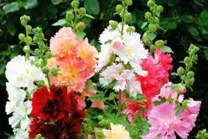 Roosi rooside parimate sortide kirjeldus, maandumine, kasvatamine ja hooldus avatud pinnases