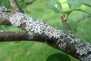Why appears mold on the trunk of an apple tree and how to deal with the disease, prevention