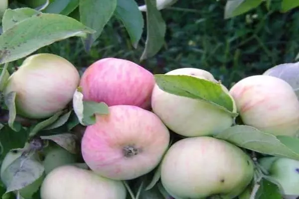Bijele jabuke