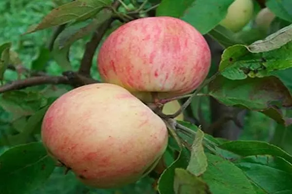 Hmotnosť jabĺk