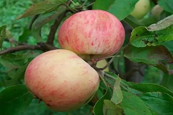 Mass of apples