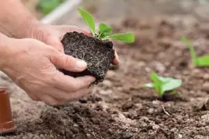 Πότε και πώς να φυτέψετε ένα λάχανο του Πεκίνου σε ένα υπαίθριο έδαφος