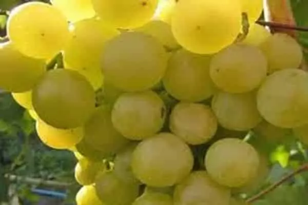 Galbena grožđe