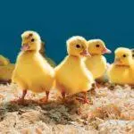 Hoće li patka uzeti tuđe patke: mogu li baciti vlastitu legla i da li bi djeca preživjela bez ženskog 2672_6