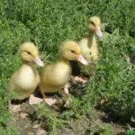 Дали патка ќе земе туѓи патули: дали можат да го фрлат својот потомство и дали децата ќе преживеат без женски 2672_7