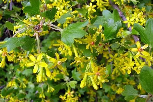 Yellow flowers