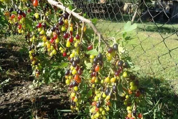 Multicolored berries