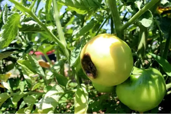 Black tomatoes in the open soil