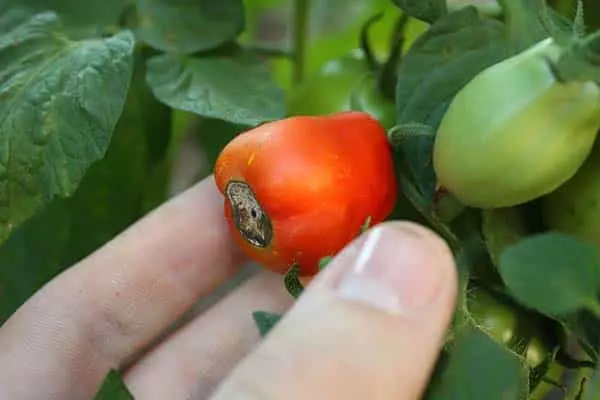 The process of removing bad tomatoes