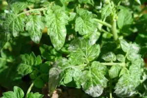 Description of tomato diseases and their treatment