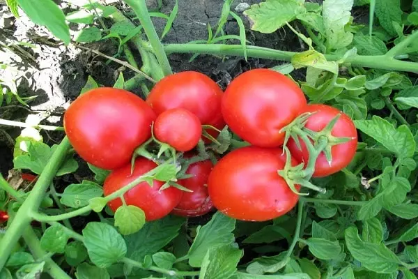 Tomate Namib.