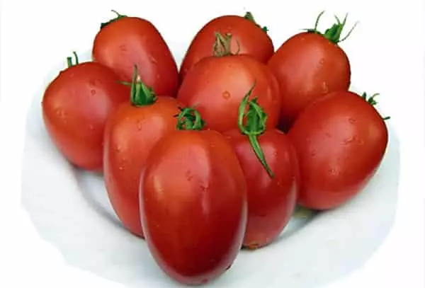 עגבניות Veloz F1.