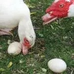 Чому індоуткі не несуть яйця: причини і що робити, профілактика 2695_6