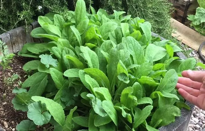 Plants for salad
