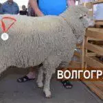 Волгоградска порода овце: характеристики, плюсове и минуси, размножаване 2699_3