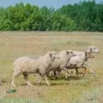 Raza de Volgograd de ovellas: características, pros e contras, cría 2699_4