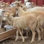 伏爾加格勒品種的羊：特徵，利弊，繁殖 2699_5
