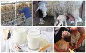 Cât de mult lapte oferă oi pe zi și beneficiile și răul, care nu pot fi mulcite