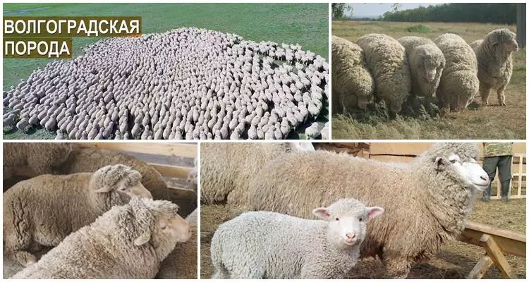 Շատ ոչխարներ