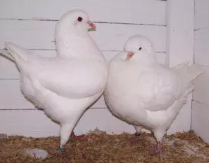 Description 9 des meilleures races de pigeons de viande, de culture et de reproduction