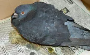 Simptomi i dijagnoza kokcidioze u golubovima, liječenju i prevenciji