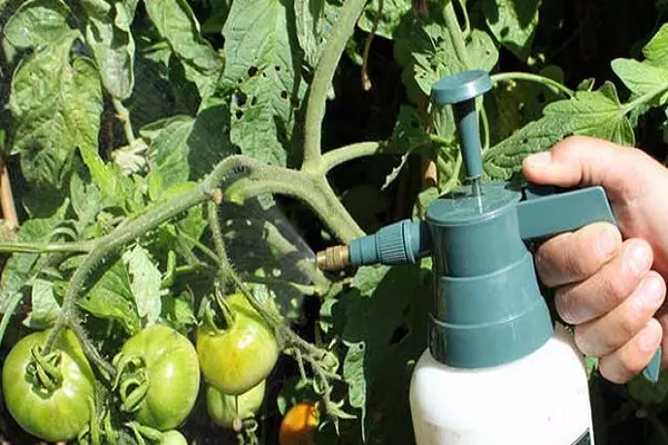 Spraying tomato