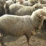 Грузински овце породи: имена и характеристики, което е по-добре да се избере 2718_2