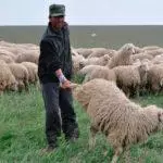 Races de mouton géorgien: noms et caractéristiques, ce qui est préférable de choisir 2718_3