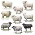 Georgische Schafsrassen: Namen und Eigenschaften, die besser wählen können 2718_4