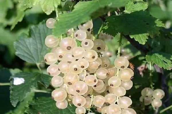 Anglès blanc