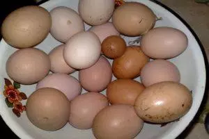 لأي أسباب، تحمل الدجاج أحيانا بيضا صغيرة وأفضل أفضل لحل المشكلة
