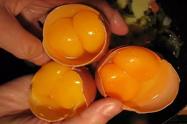 ორი storled კვერცხი