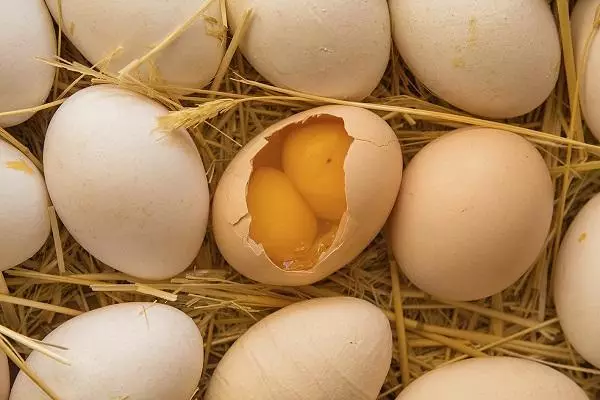 tavuk yumurtaları