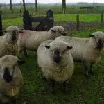 Hempshire šķirne aitas: apraksts un īpašības, diēta un audzēšana 2726_1