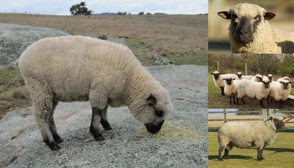 Hemphirskaya plemeno ovce