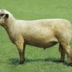 HEMPSHIRE绵羊：描述和特点，饮食和繁殖 2726_2
