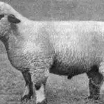 HEMPSHIRE绵羊：描述和特点，饮食和繁殖 2726_3