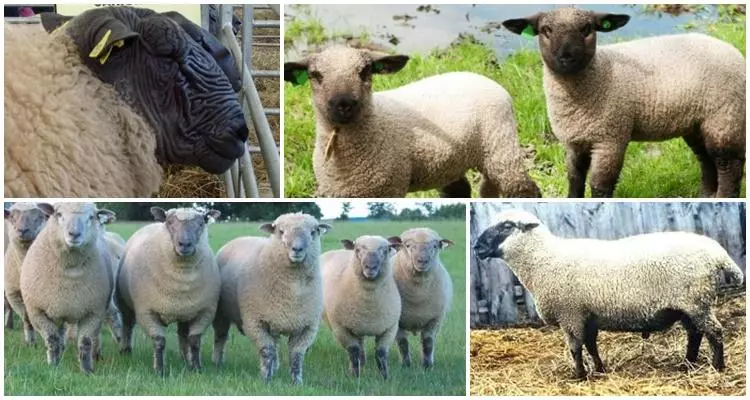 Hemphirskaya plemeno ovce
